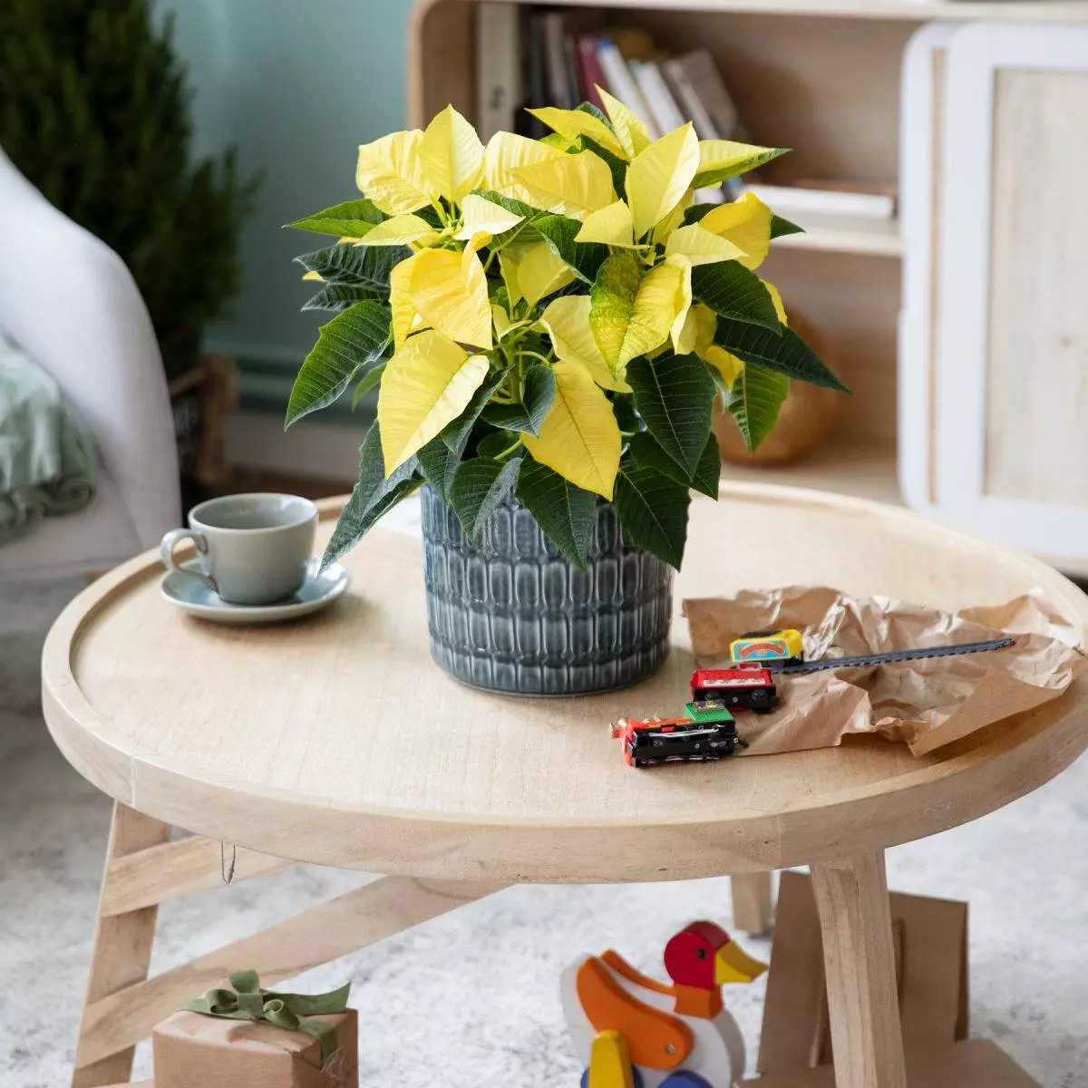 Colvin se Geel Poinsettia