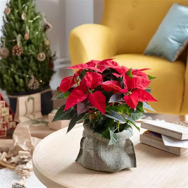 colvin se poinsettia