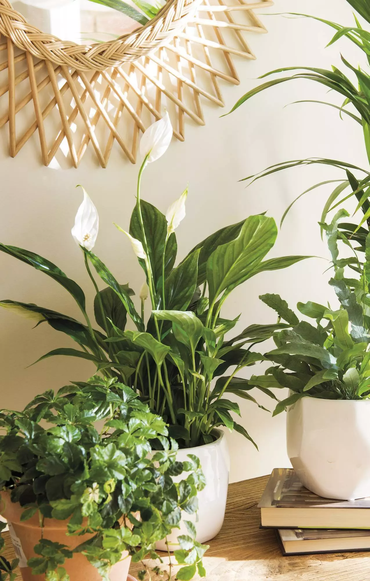 Peace Lily 481966-93e2f1cf-1275x2000-34f7a5d0-1275x2000 47ca707e 1275x2000