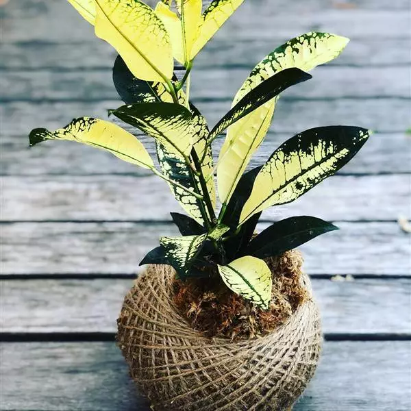 Alam mo ba ang kokedama?