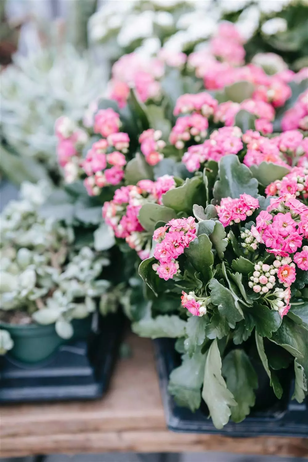 kalanchoe-rostlina-růžové-květy