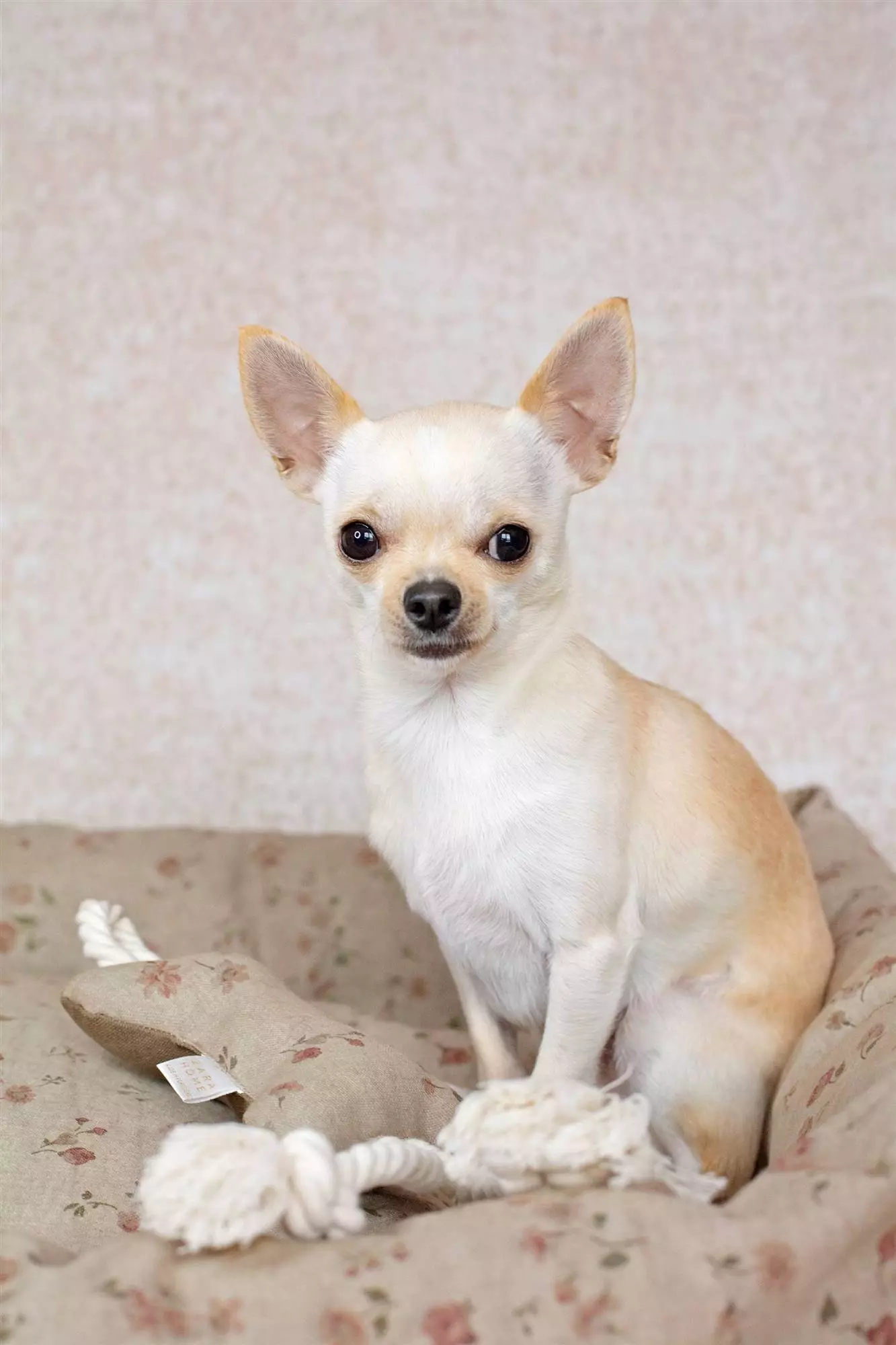 Millors races de gossos petits: chihuahua al llit de Zara Home @sitochihuahua