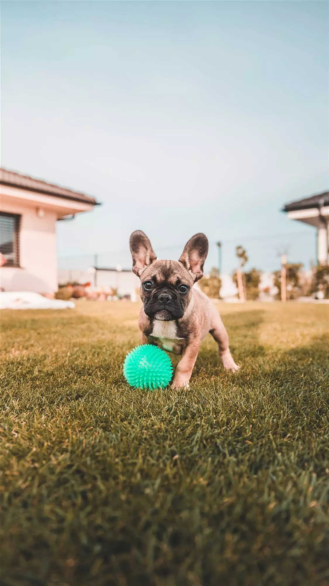 Mefuta e metle ka ho fetisisa ea lintja tse nyane: French Bulldog.