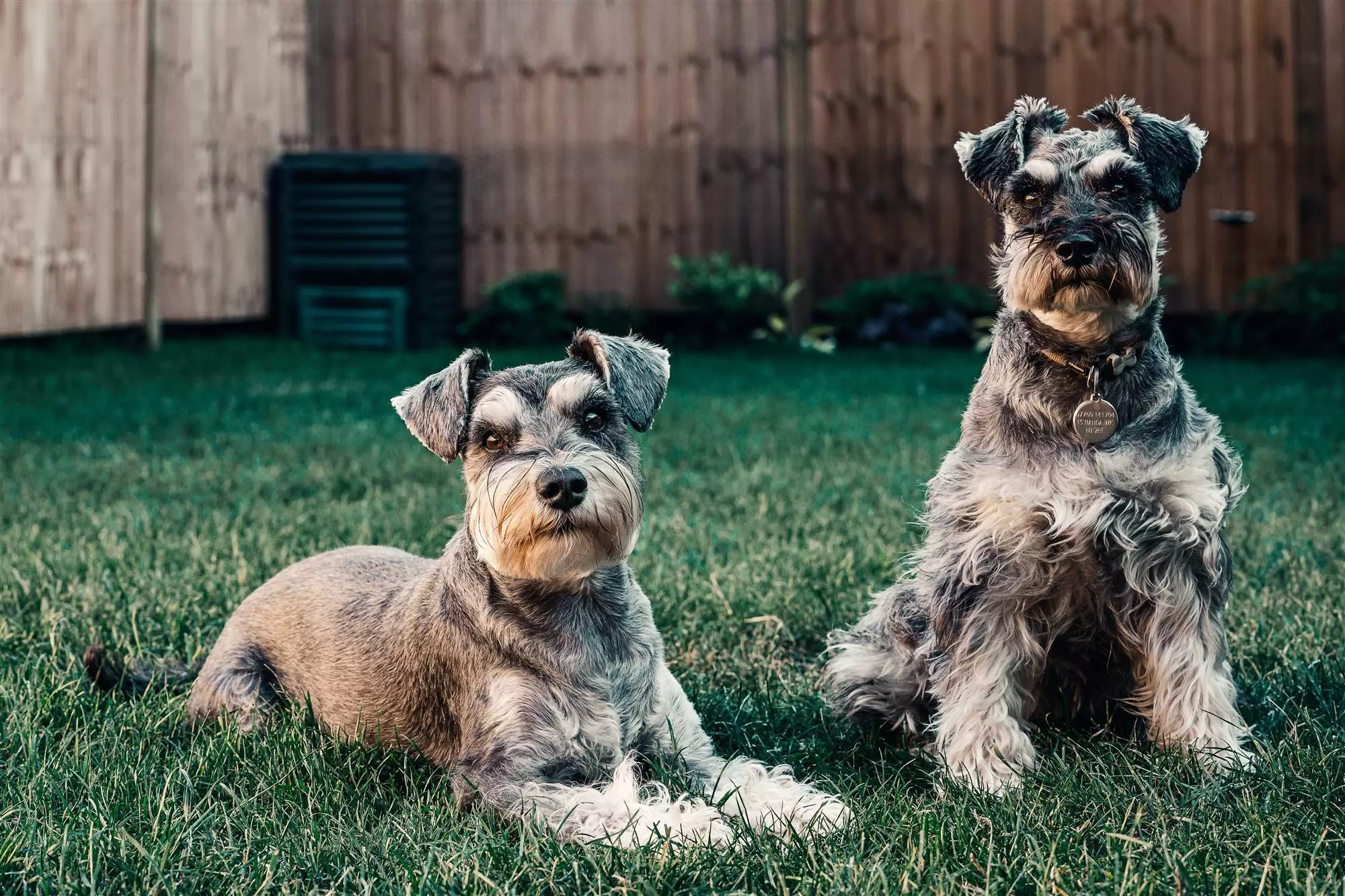 Millors races de gossos petits: schnauzer.