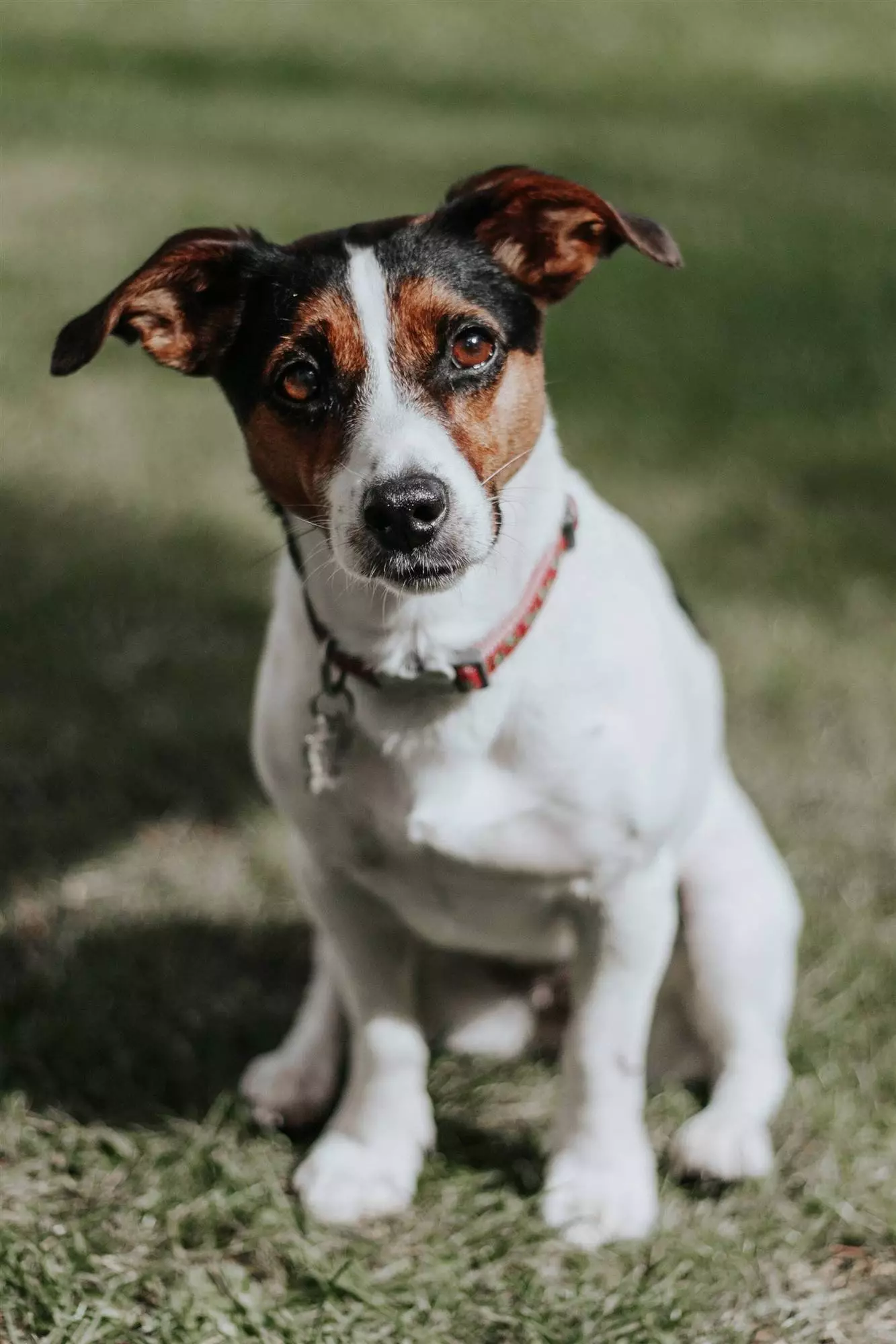 Iintlobo ezingcono kakhulu zezinja ezincinci: iJack Russell Terrier.