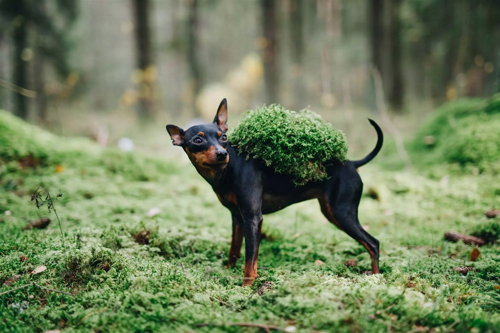 Mefuta e metle ka ho fetisisa ea lintja tse nyane: Miniature Pinscher.