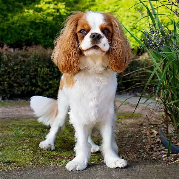 Gos Cavalier King Charles Spaniel