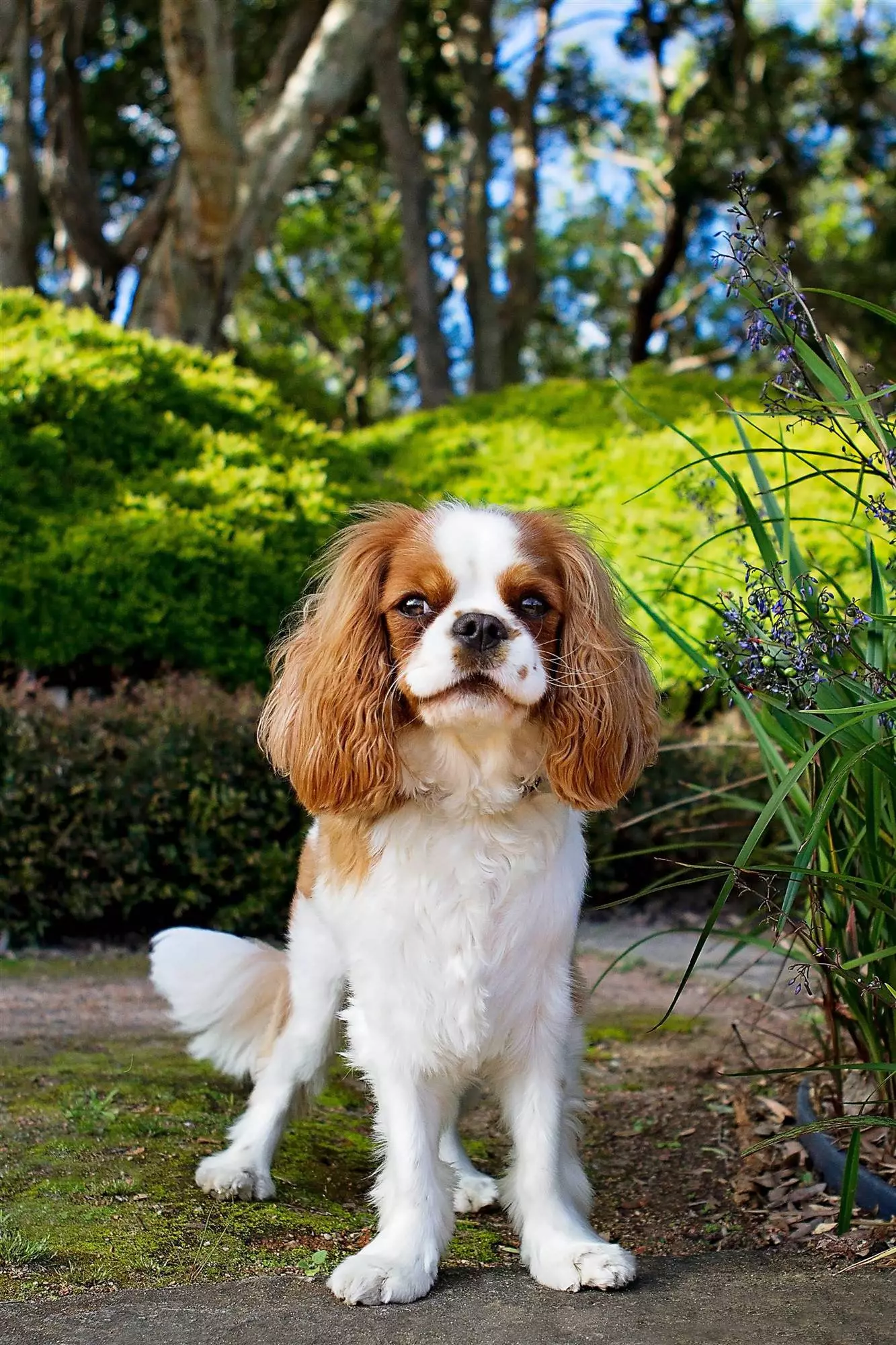 Millors races de gossos petits: Cavalier King Charles Spaniel.