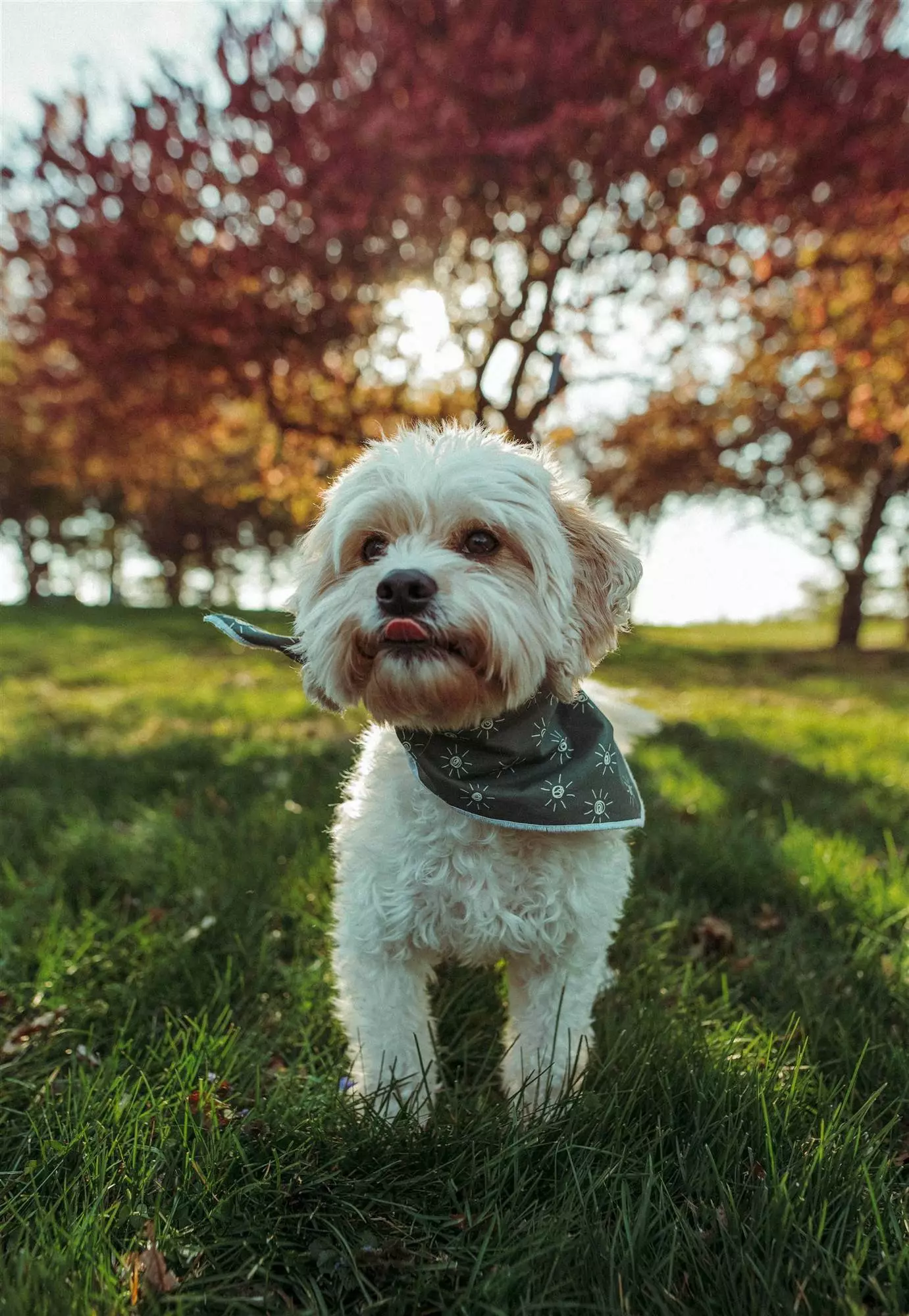 Millors races de gossos petits: Yorkshire Terrier