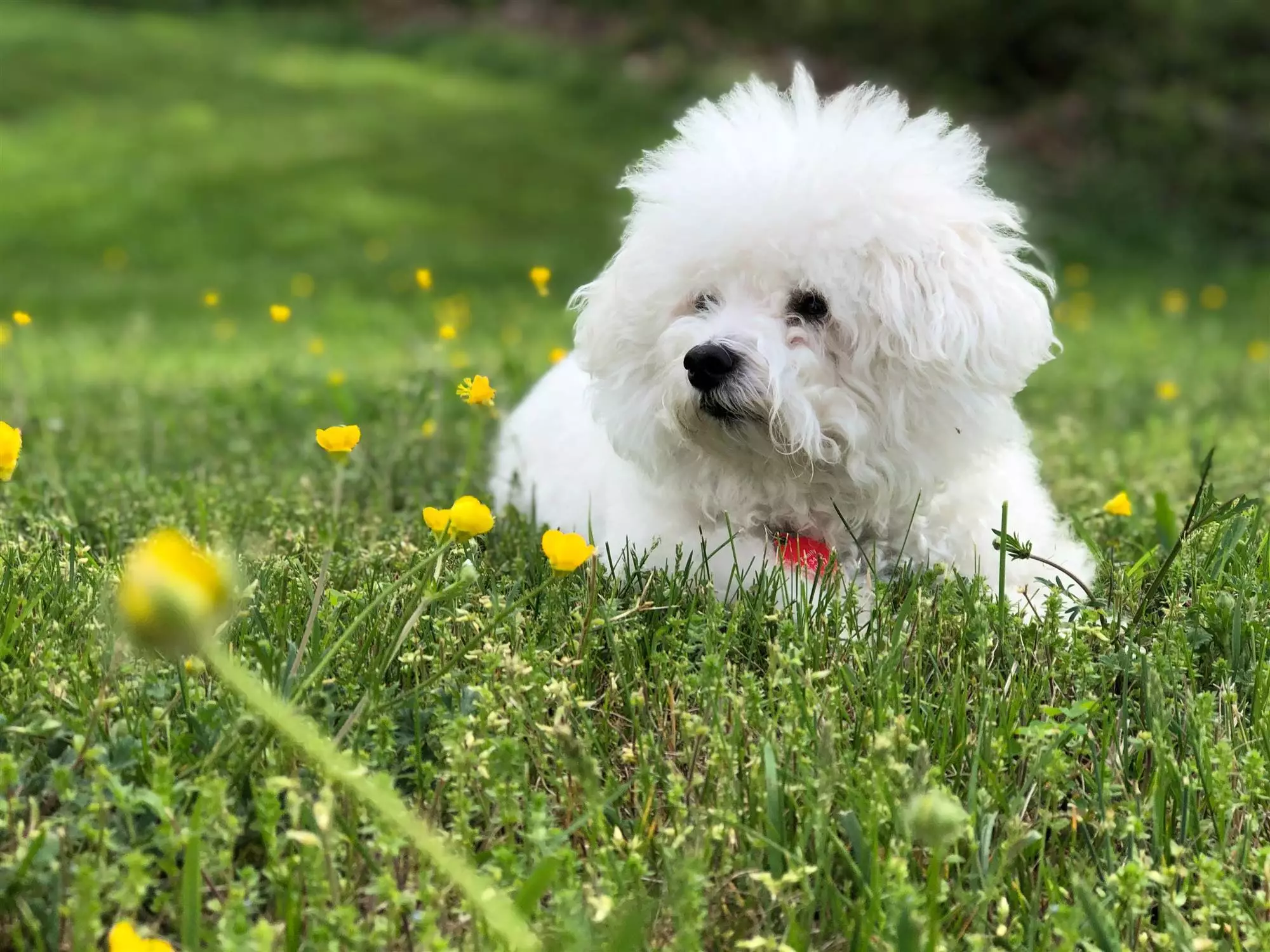 Iň oňat ownuk it tohumlary: Bichon Malta.