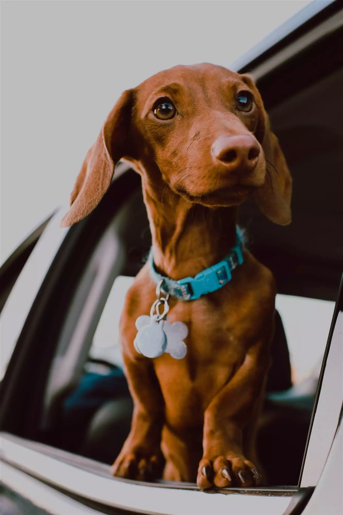 Mefuta e Molemohali ea Lintja tse Nyane: Dachshund kapa Dachshund.