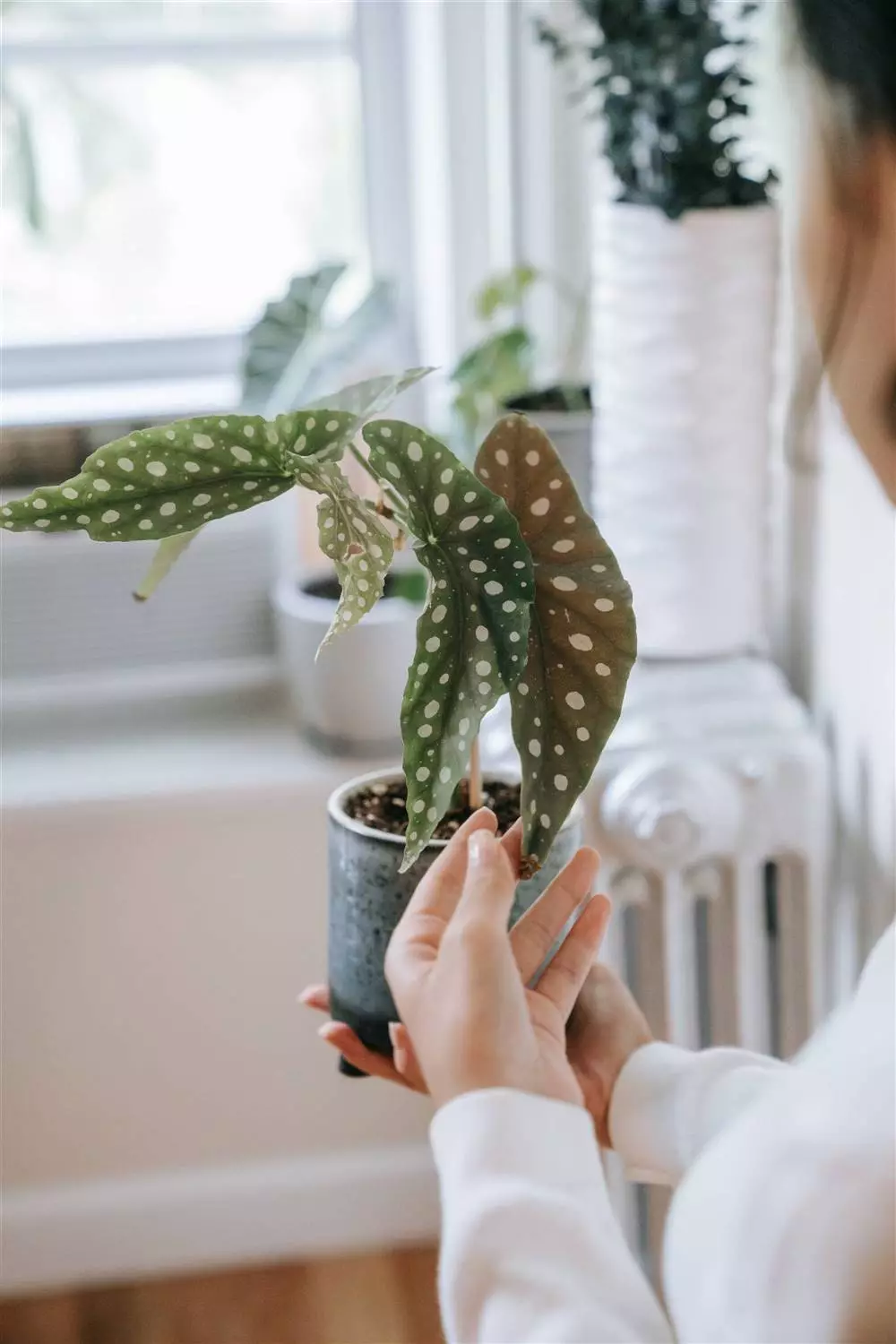 begonia-plant-groen-blare