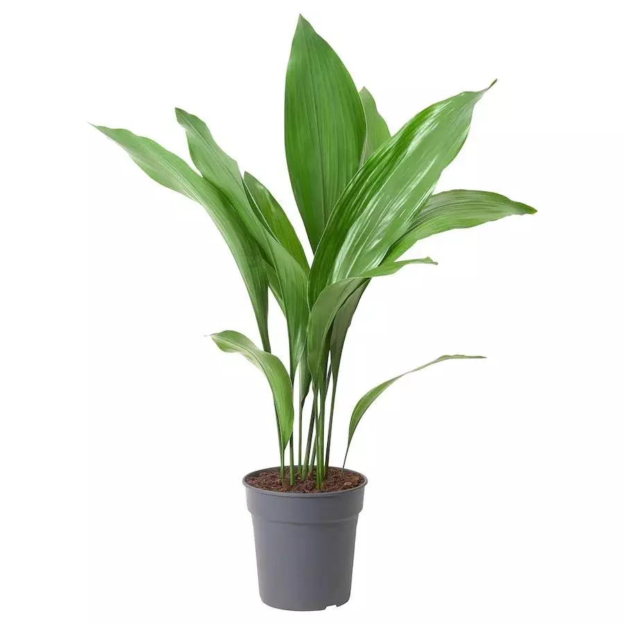 aspidistra-ikea-telpuaugs