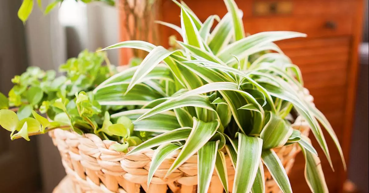 50 planten en hun voordelen