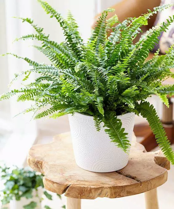 Rastlina za kopalnico - Boston Fern