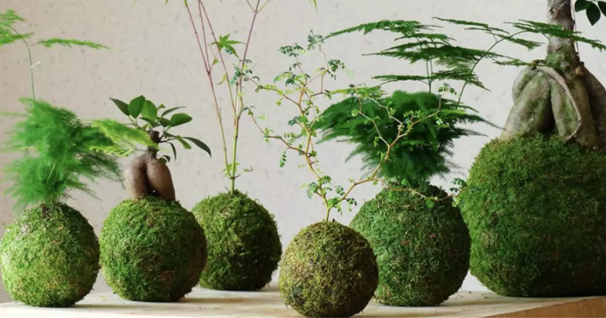 ເຈົ້າຮູ້ຈັກ kokedama ບໍ?