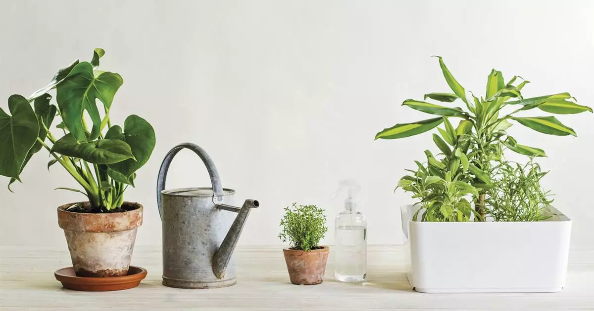 Planten die positieve energie in huis halen