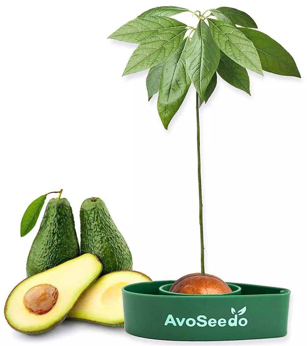 Amazon.co.uk-avocado-planting-kit