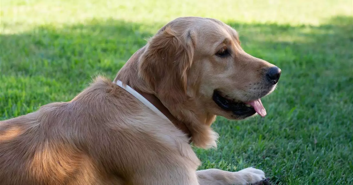 これらはあなたの犬にとって最も美しい首輪と鎖です?