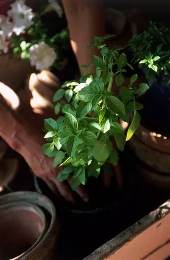 Basil, usa ka bahandi sa balay