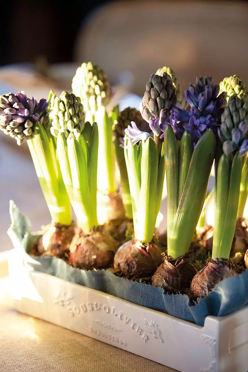 Planta bulbos: flores e perfume todo o ano