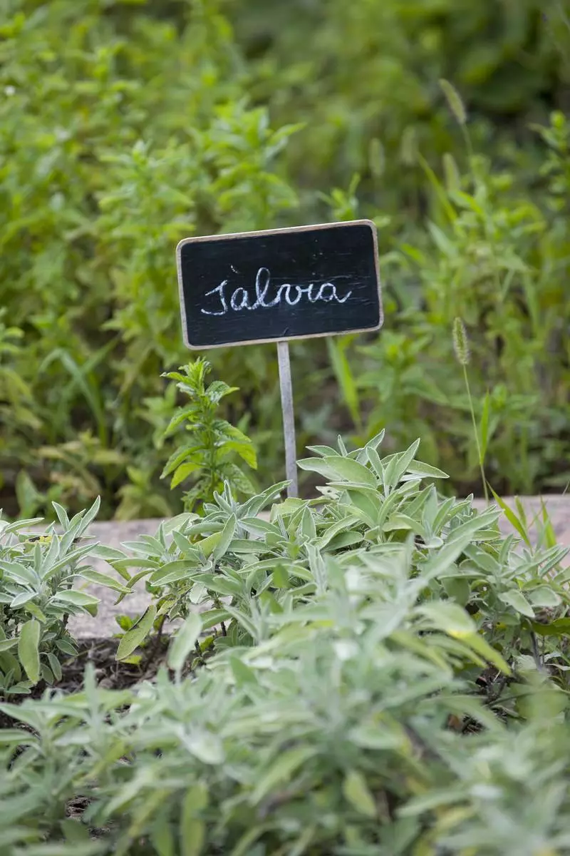 sage plant