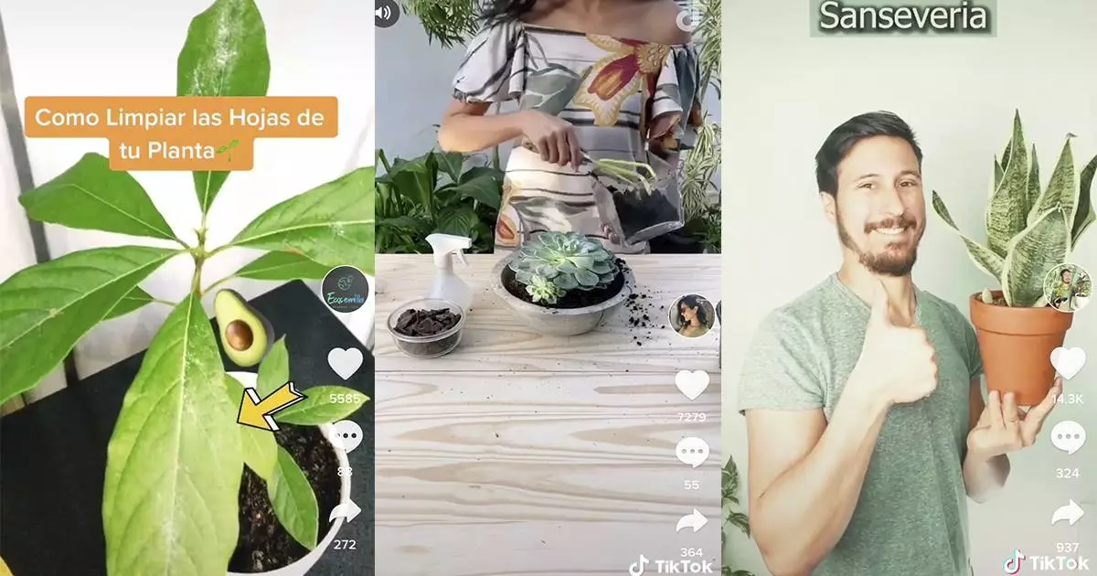 Os mellores vídeos de plantas vistos en TikTok