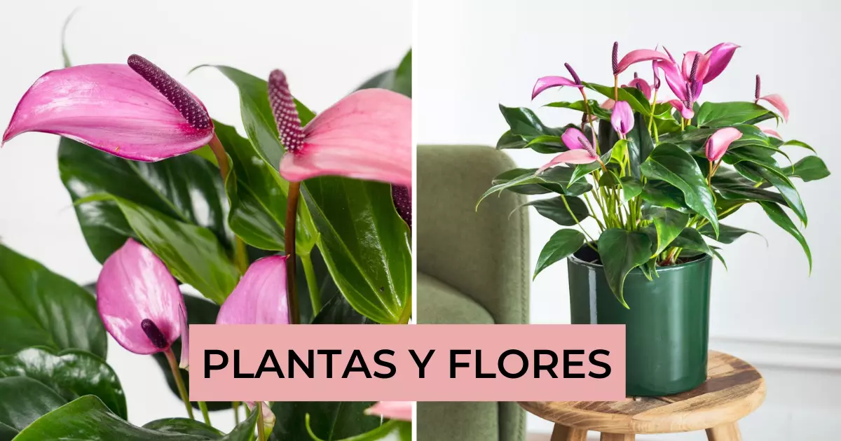 Flieder Anthurium Andreanum - d'Blum vun der Léift ass déi beschtverkafen an dekorativ Indoor Planz