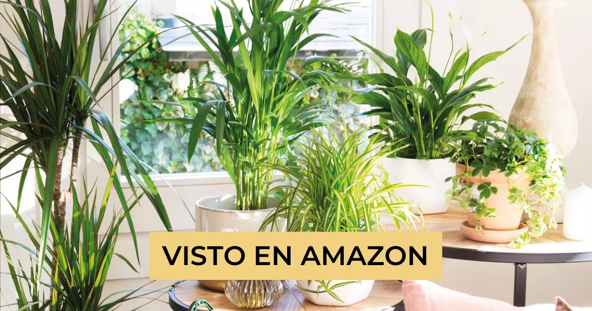 Osisi mara mma ma dị ọnụ ala ị nwere ike ịhụ na Amazon n'etiti euro 14 na 30 (ọnụahịa nyere iwu)