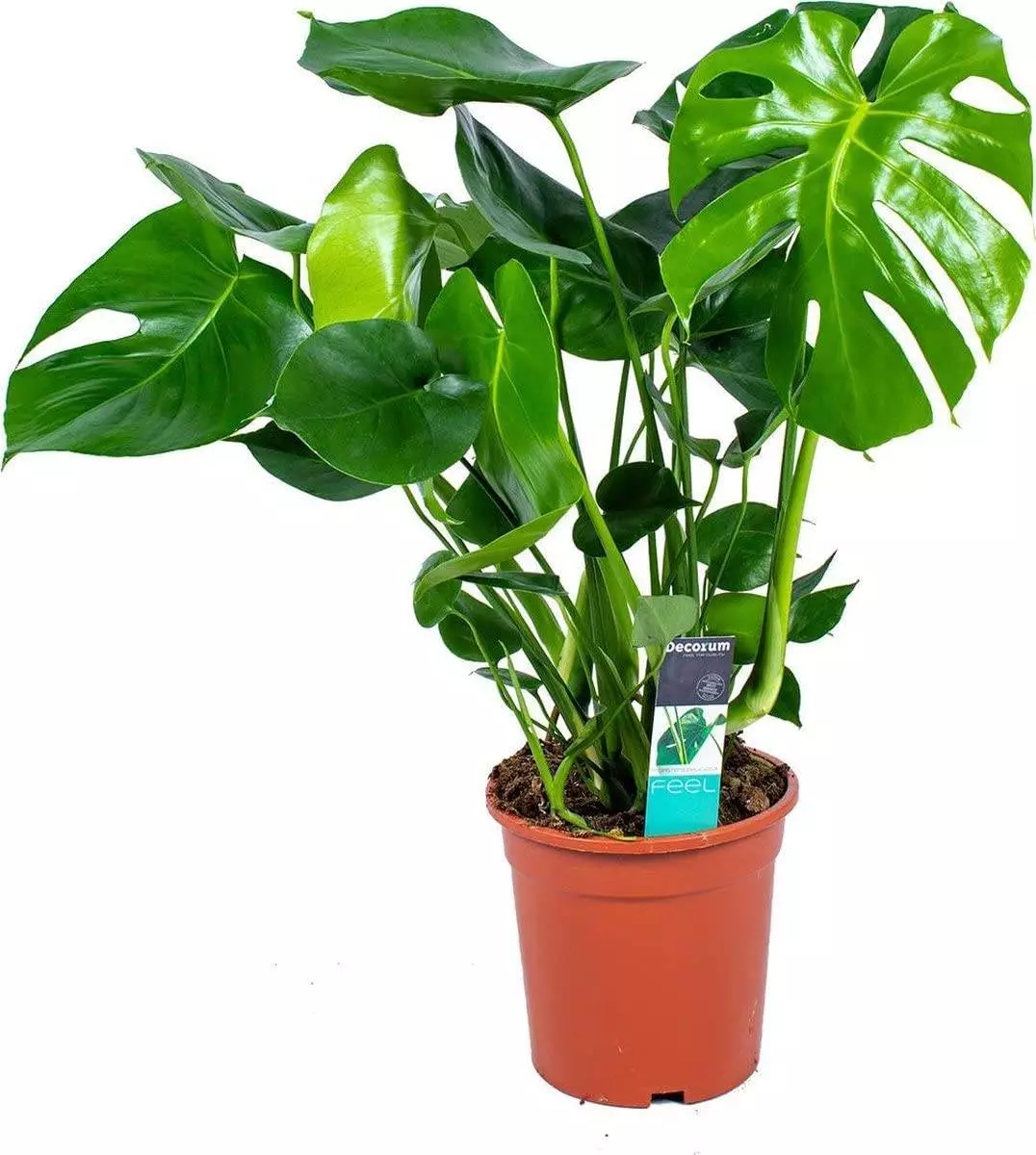 Kaaft Planzen vun Amazon: Monstera oder Adam d'Ripp.