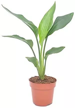 strelitzia نبات ایمیزون