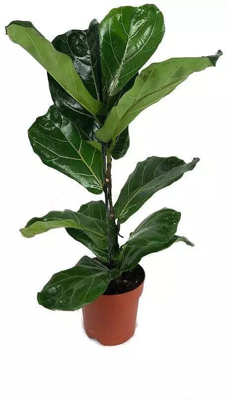 Bëlleg a schéin Amazon Planzen: ficus lyrata.