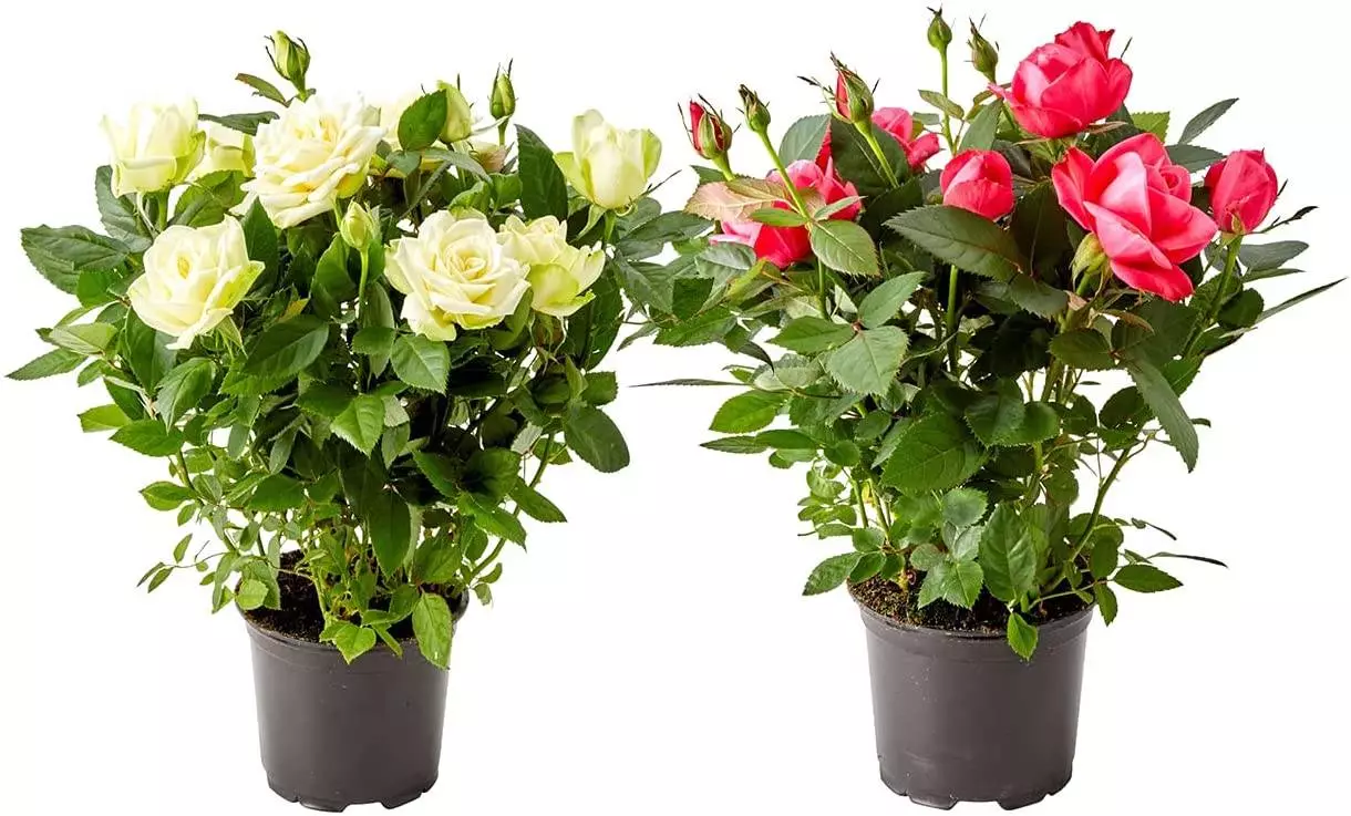 Poku ati ki o lẹwa Amazon eweko: mini rosebushes.