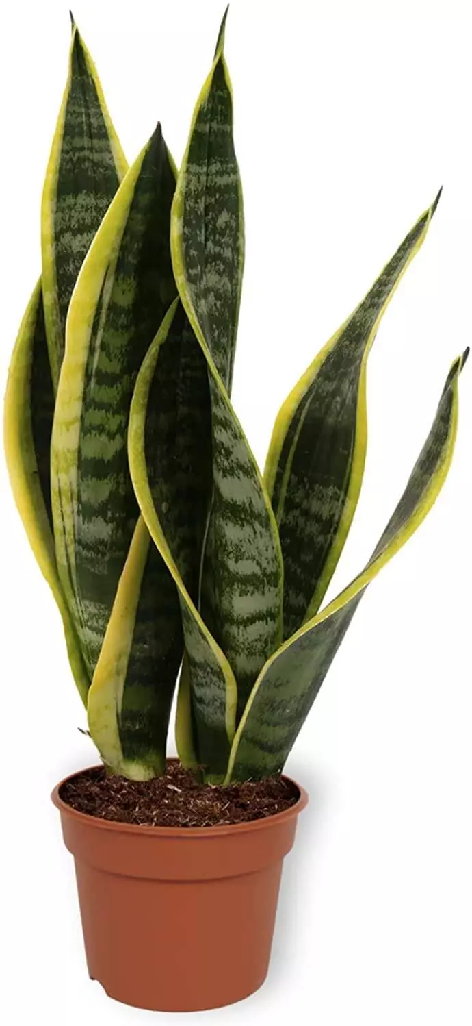 Planhigion Amazon rhad a hardd: Sansevieria.