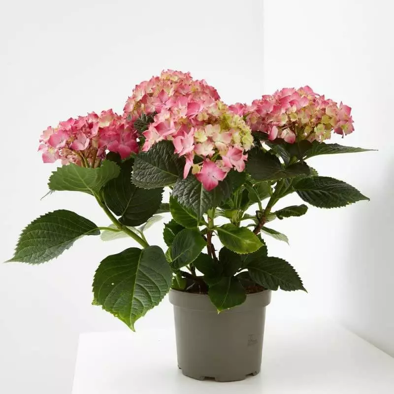 Bëlleg a schéin Amazon Planzen: Hydrangea.