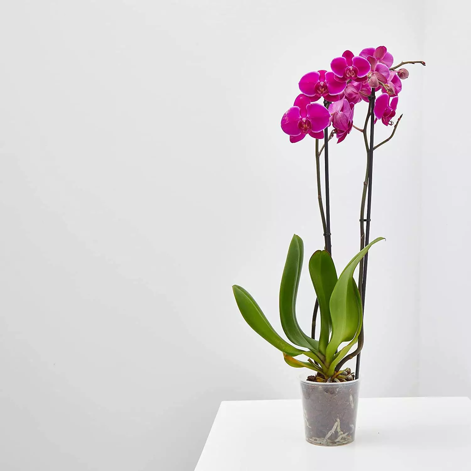 Flott Amazon Planzen: eng Orchidee.