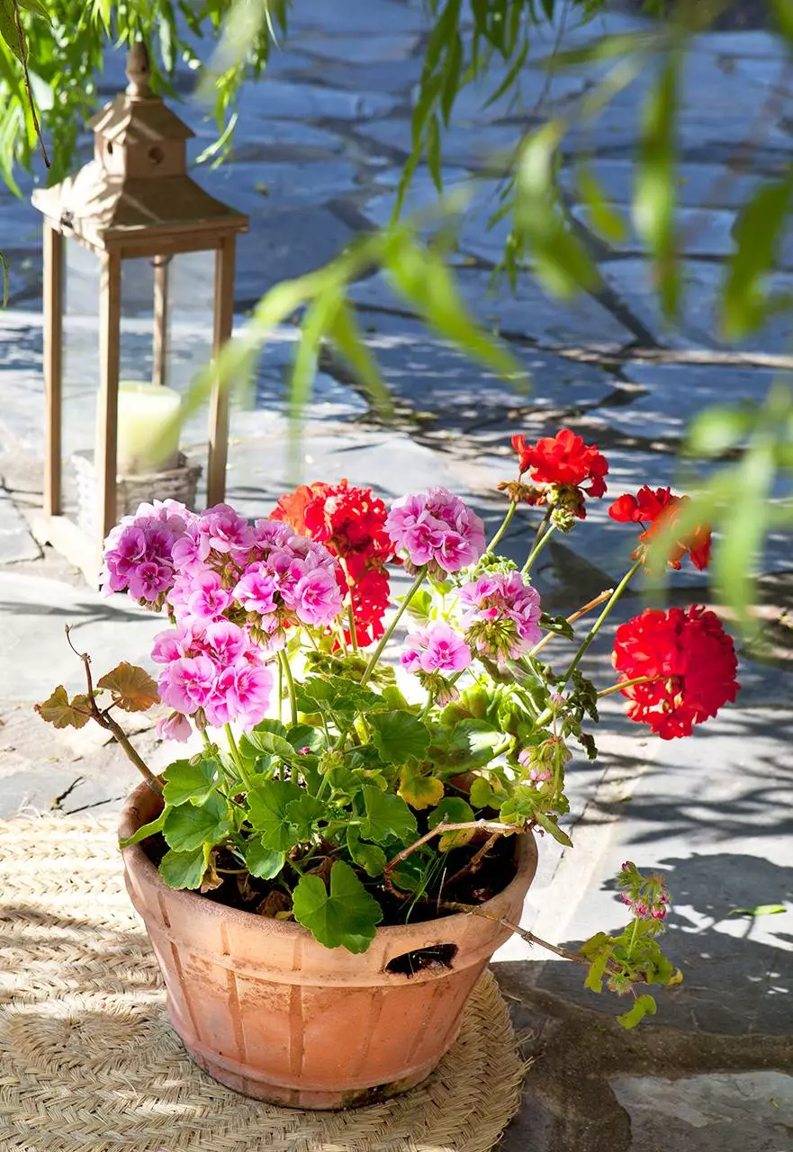 Geranium ഉള്ള കലത്തിന്റെ വിശദാംശങ്ങൾ