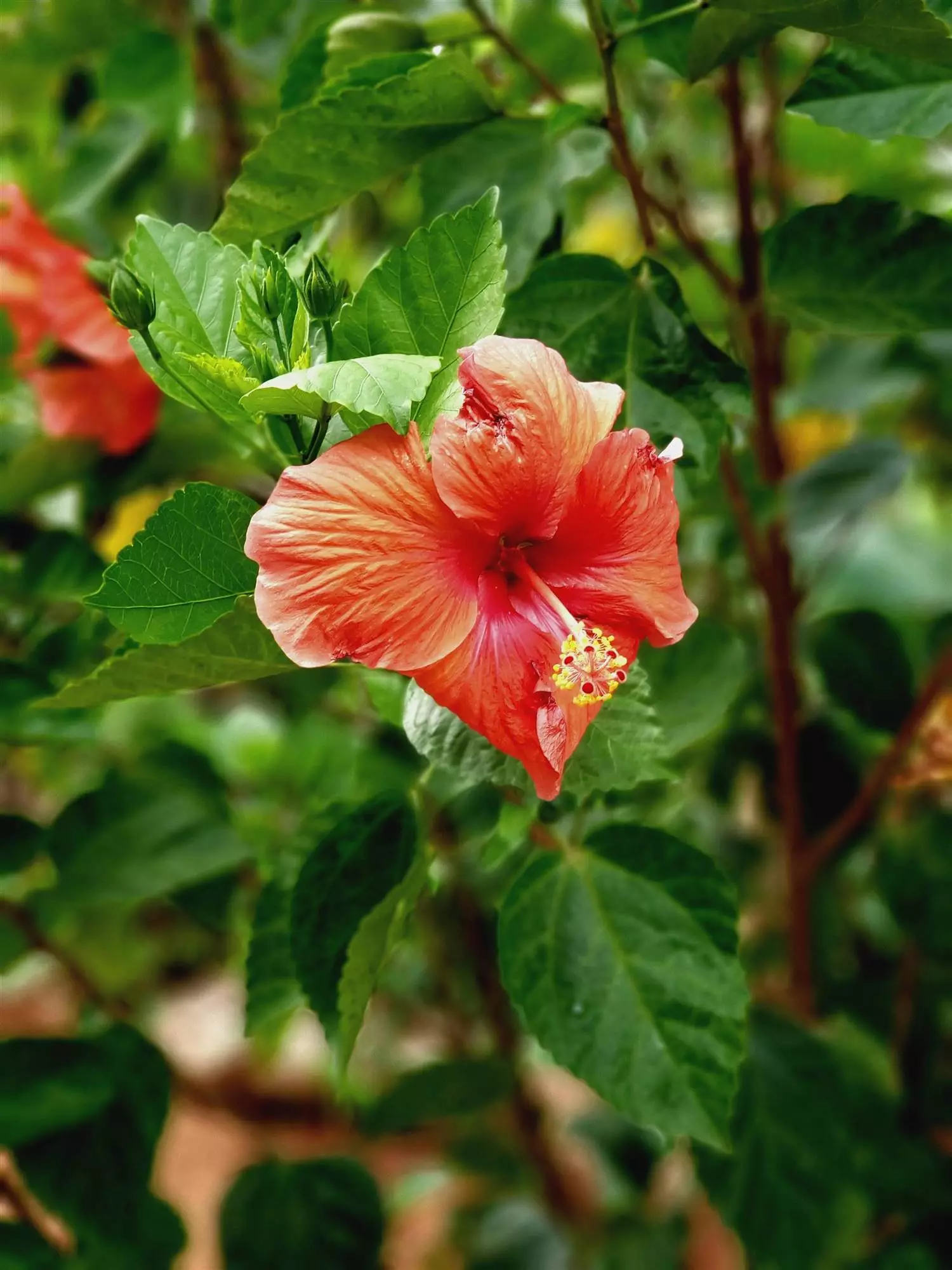 芙蓉植物和秋天的花朵