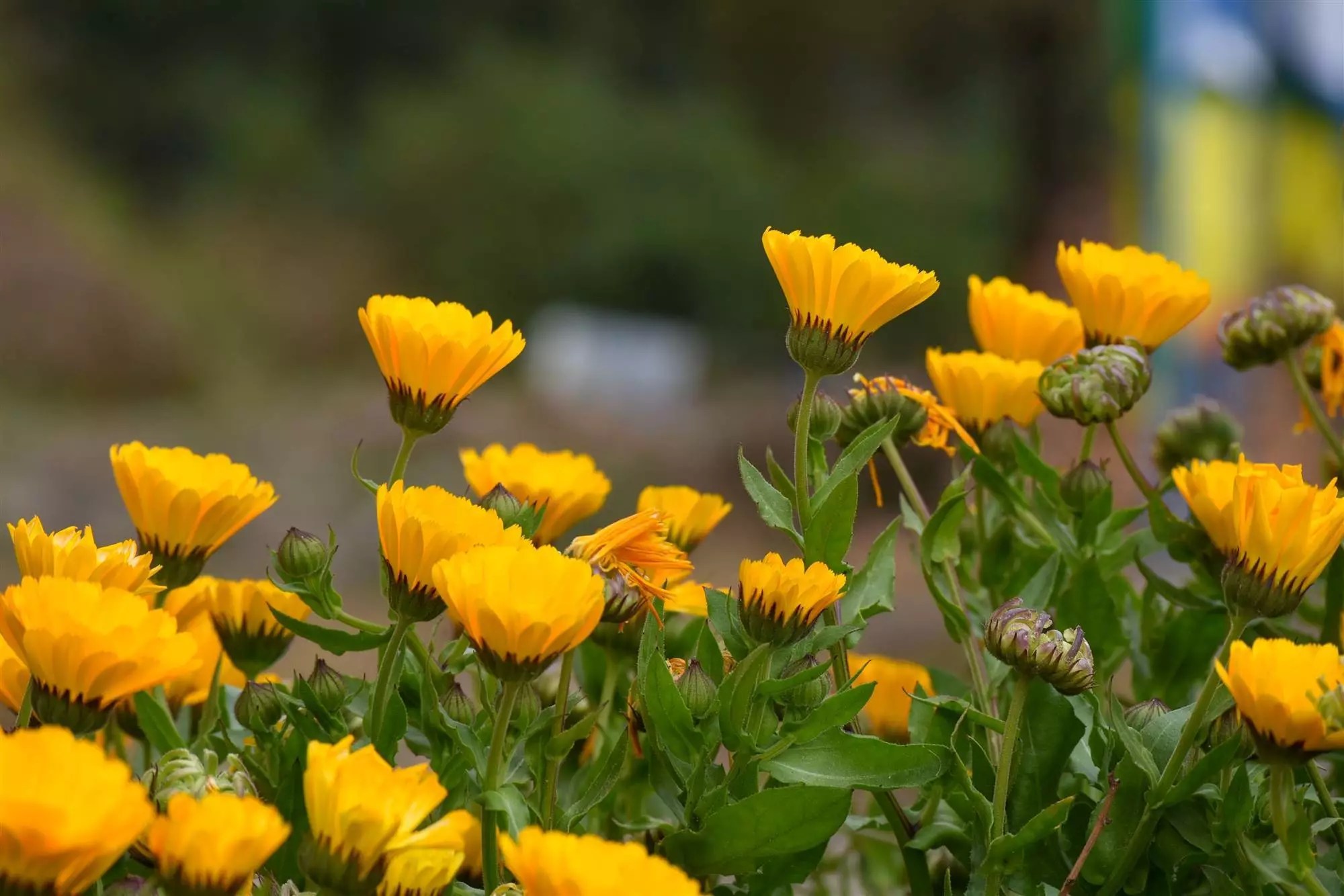 calendula-planhigion-a-blodau-yr-hydref