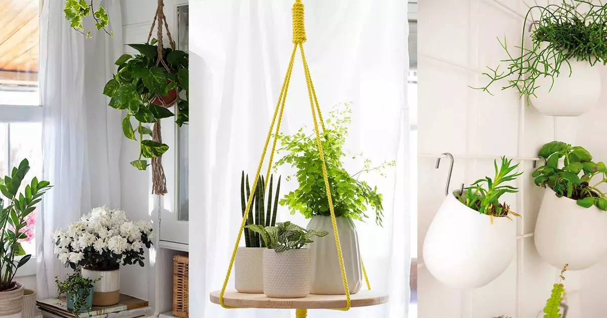 Plantes suspendues : les meilleures idées pour décorer l'intérieur et l'extérieur de la maison (avec 'shopping')