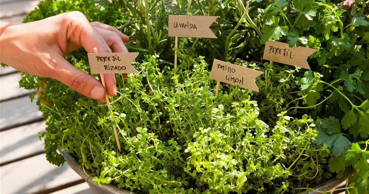 Les 12 meilleures plantes aromatiques d'intérieur et d'extérieur