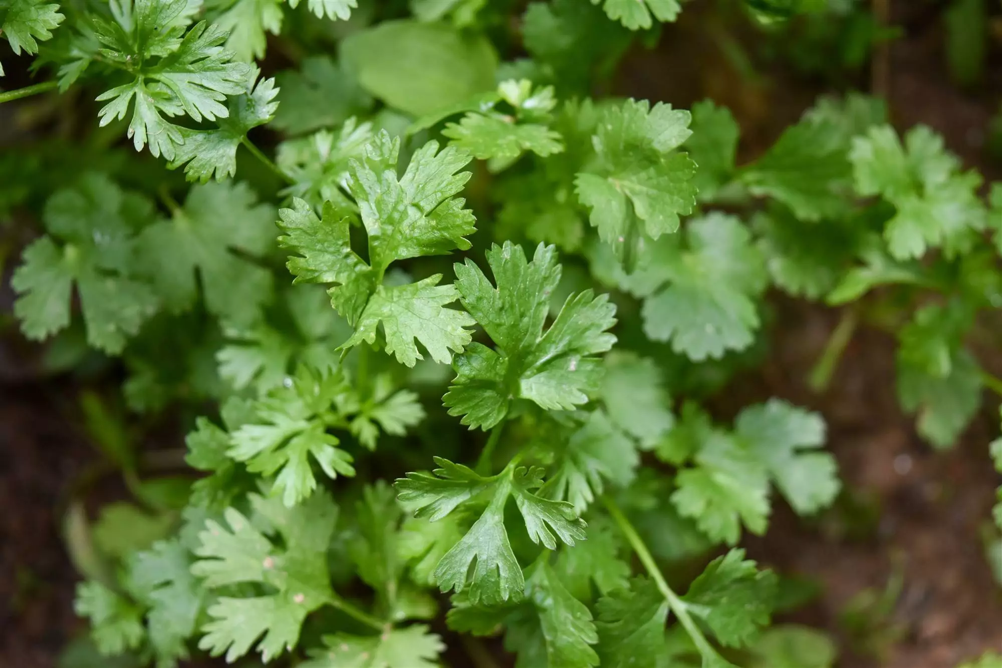 Coriander - planda aramatacha