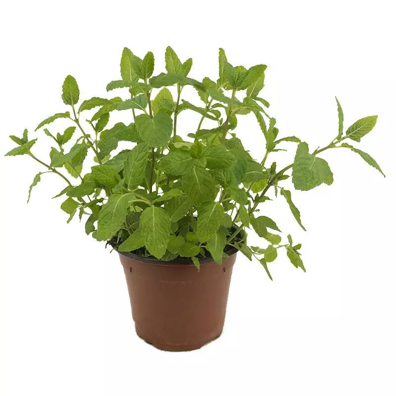 Mentha suaveolens Mäta klasnatá