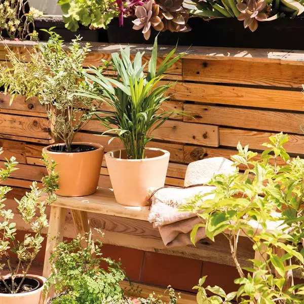 verschiedene Pflanzen auf einer Terrasse