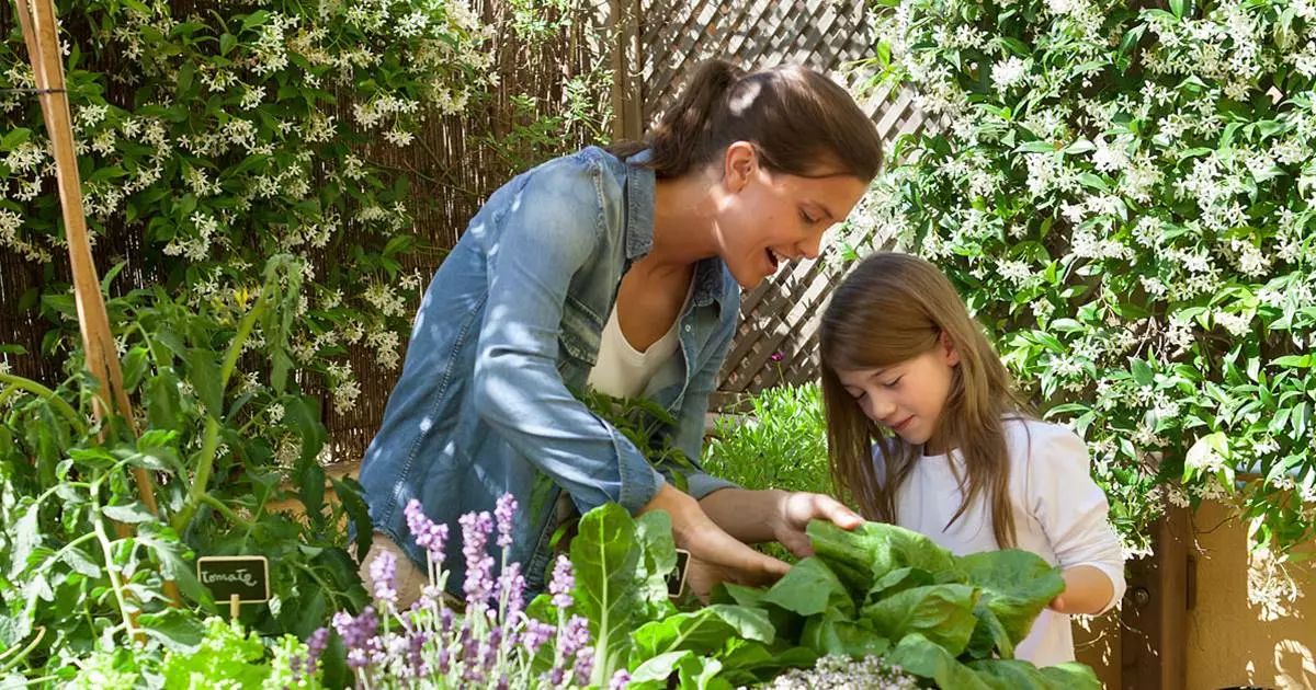 Utilisations du vinaigre blanc dans le verger et le jardin