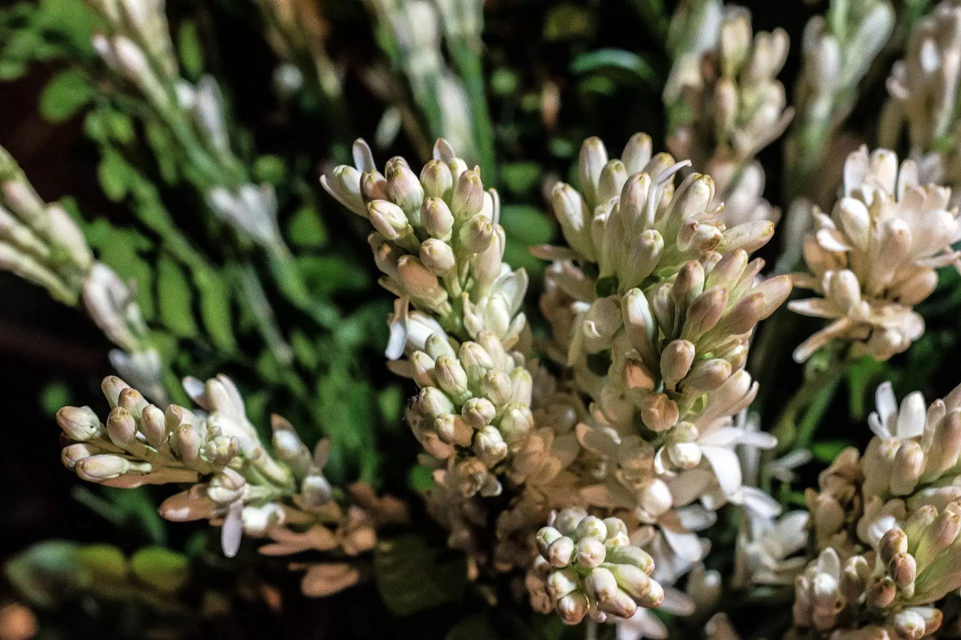 Noms des plantes de tubéreuse