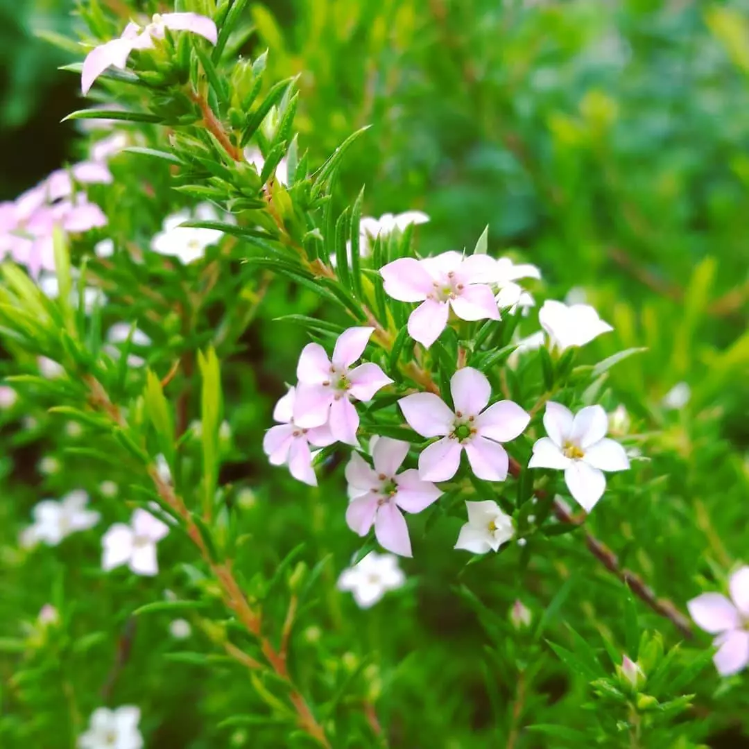 Noms des plantes de romarin