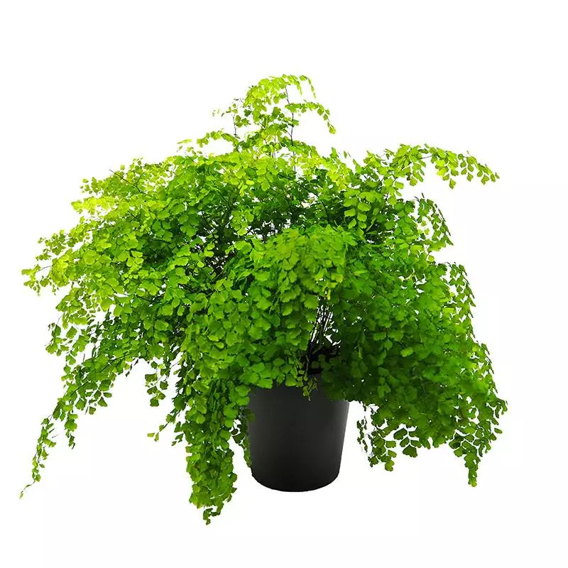 Noms des plantes de Maidenhair