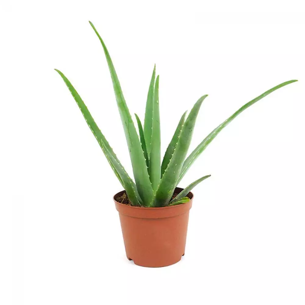 noms de plantes d'aloe vera