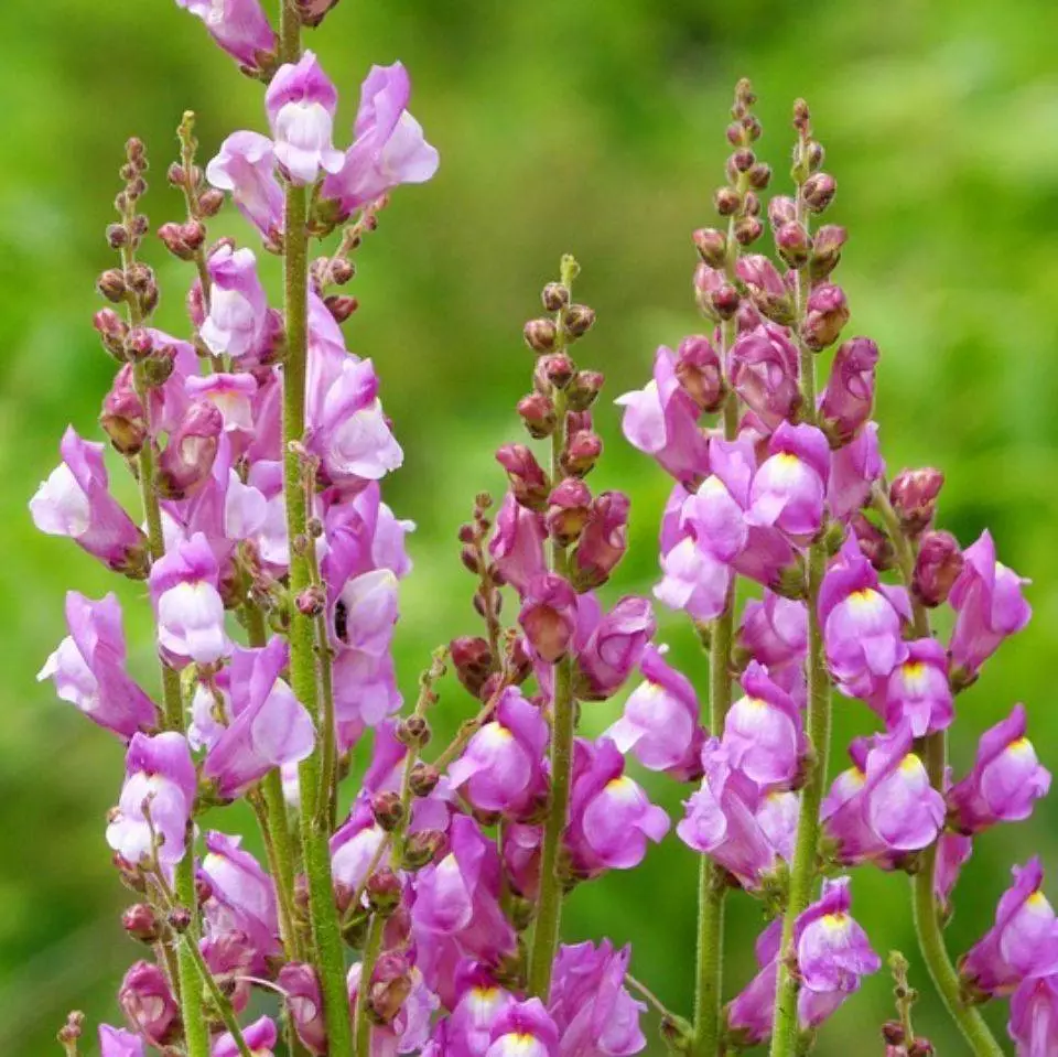 noms de plantes de muflier